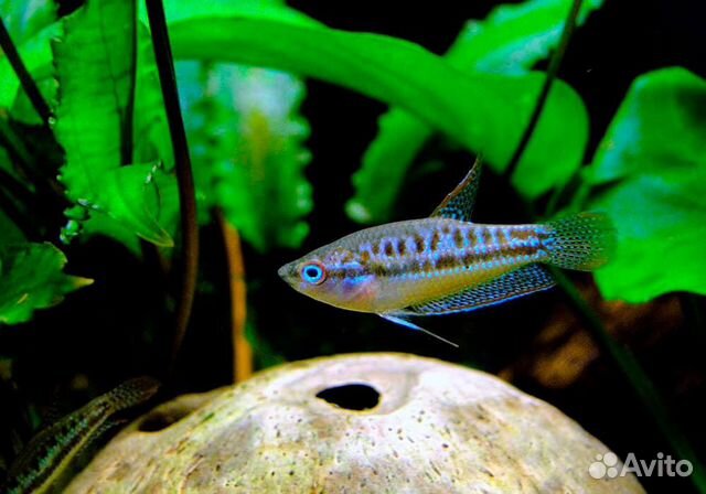 Карликовые гурами