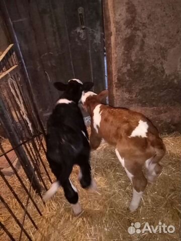 Бычки 10дней