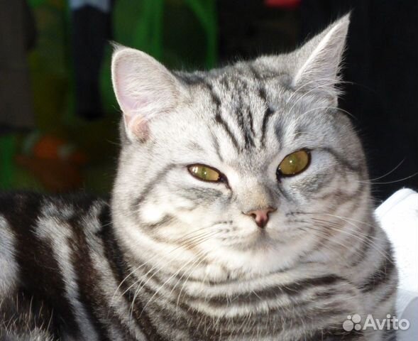 Кот в ожидании