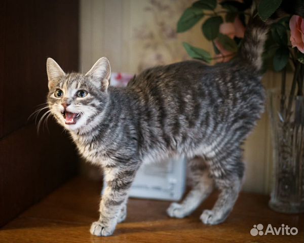 Ласковая Кошечка Незабудка В Дар В Добрые Руки