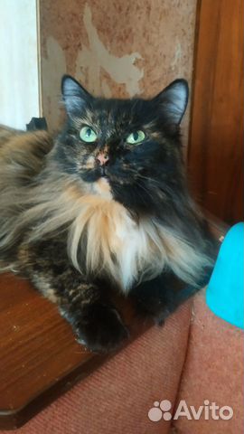 Ливия, кошечка около года