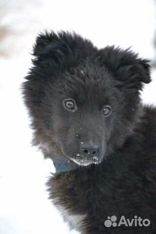 Щенок в дар