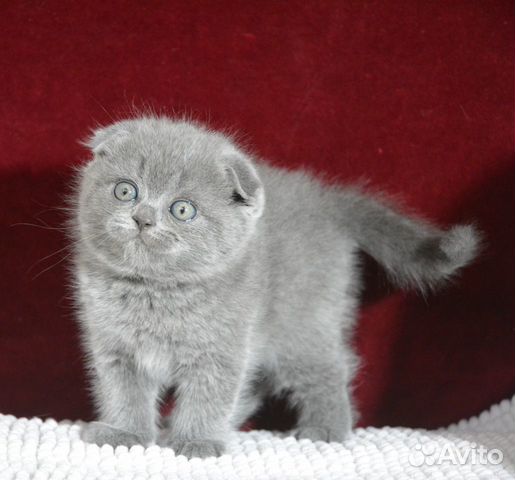 Вислоухая девочка, голубая
