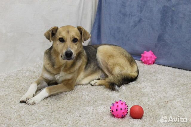 Собака в добрые руки