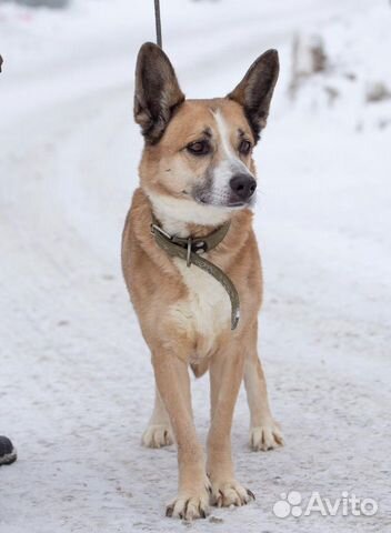 Замечательный песик Серёга