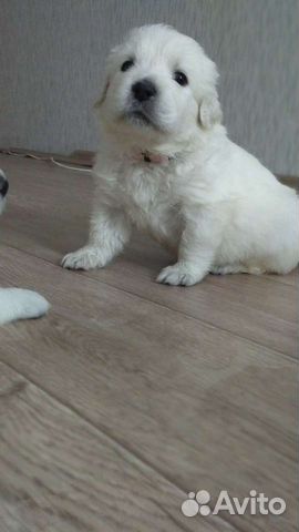 Продажа щенков