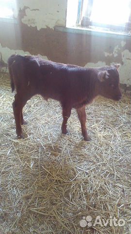 Телочка от красно степной коровы