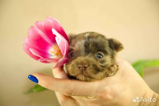 Шоко мерле йорк