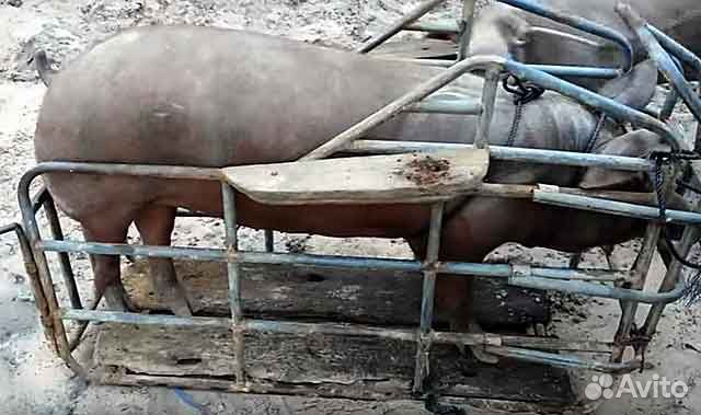 Вьетнамский кабан