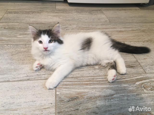 Котёнок(кошечка)