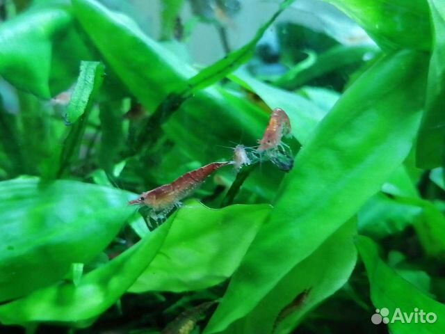 Креветки вишневые и макробрахиумы