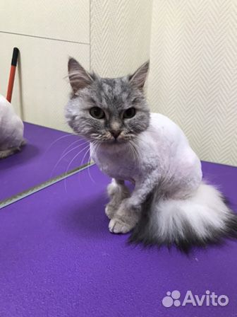 Кошка бесплатно