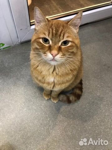 Кот