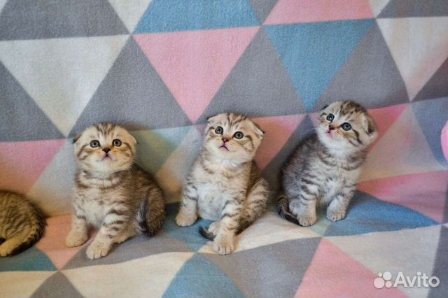 Шотландские котята