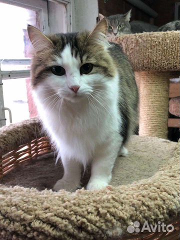 Кошка метис Сибирской 1,5 года