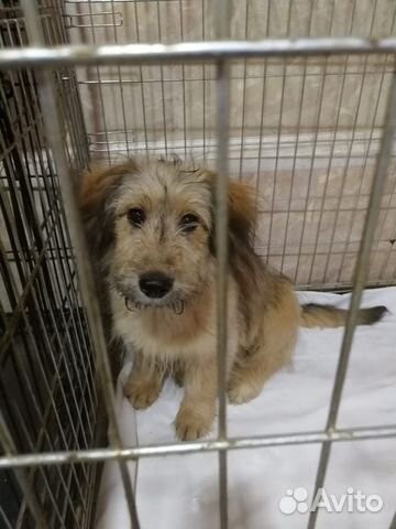 Щенок небольшой собачки коротколапая