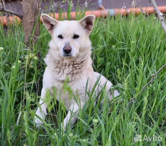 Ищет дом мелкий пёсик Беляш