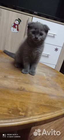 Продам шотландскую вислоухую кошечку