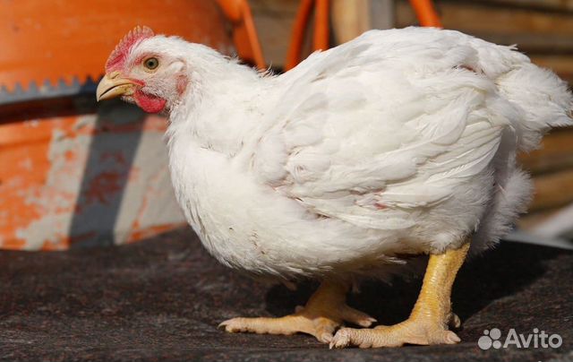 Куры Бройлеры