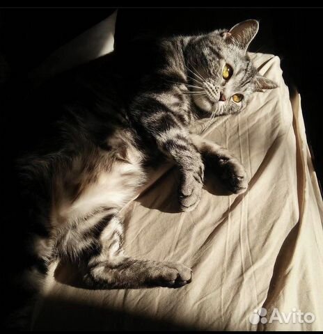 Кошка