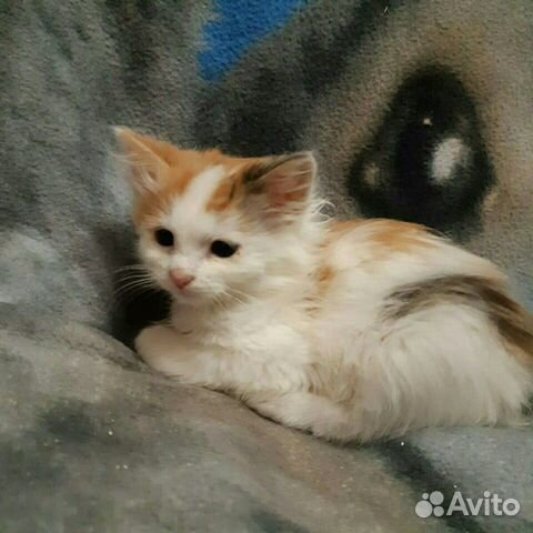 Крошка ищет дом