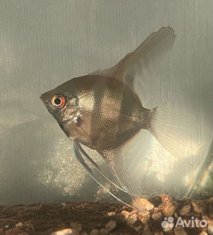 Аквариумные рыбки: 2 меченосца (М и Ж) + Скалярия