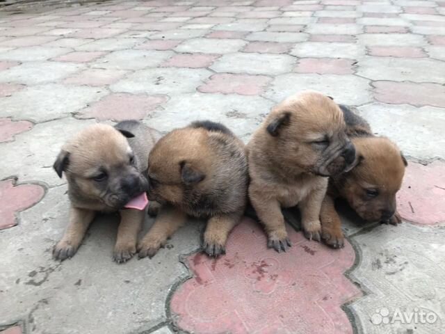 Щенки