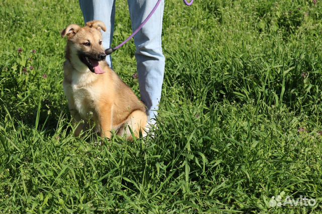 Ищет дом щенок не крупной Собачки Адель