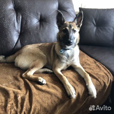 Щенок малинуа в добрые руки