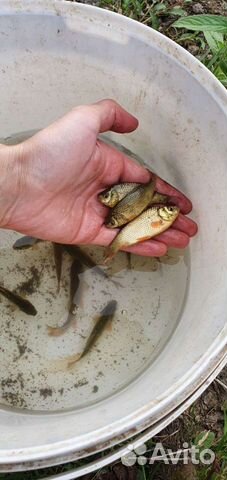 Карась золотой