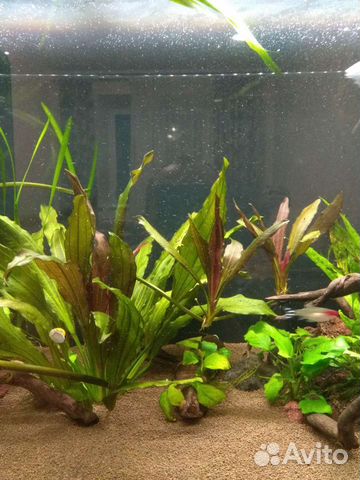 Растения для аквариума