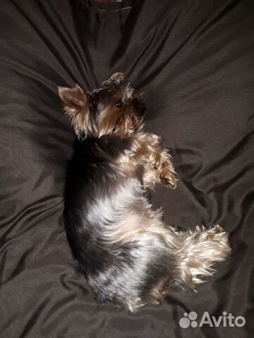 Йоркширский терьер вязка средний, папа был мини ма
