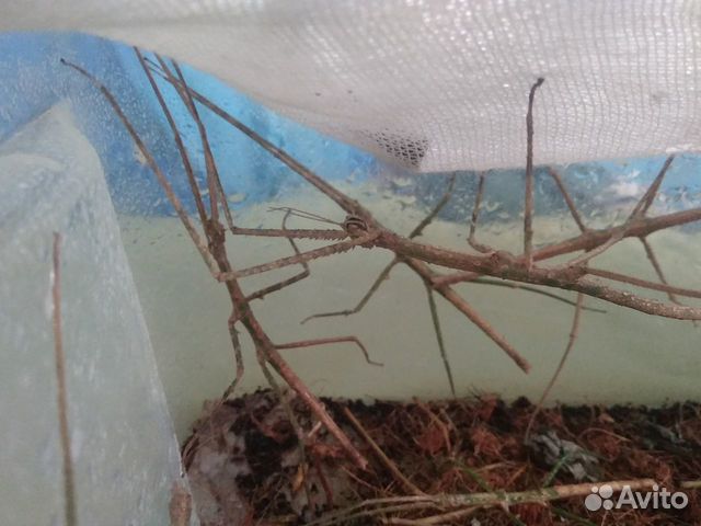 Аннамский палочник