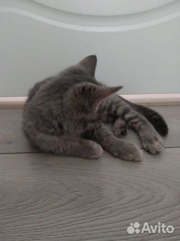 Кошка британка