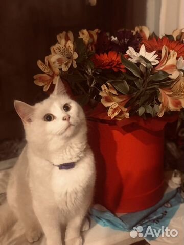 Отдам в самые самые добрые ручки, умную, ласковую