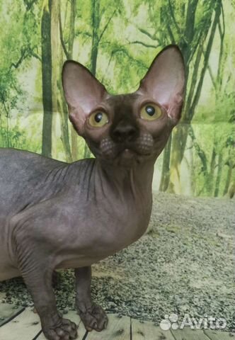 Девочка-канадочка шоколад