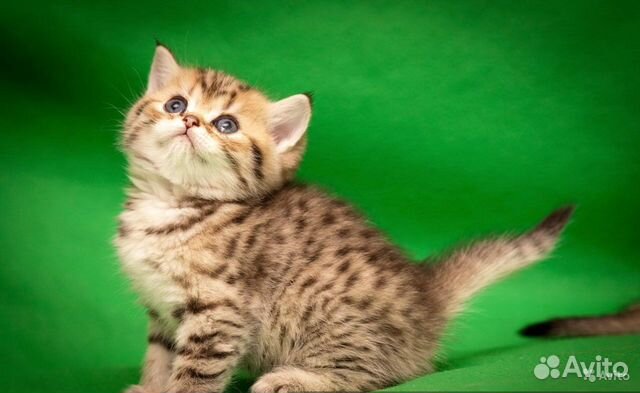 Клубные котята редкого окраса