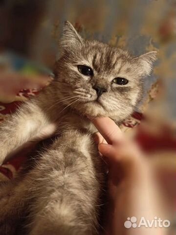 Балдёжная и красивая кошка