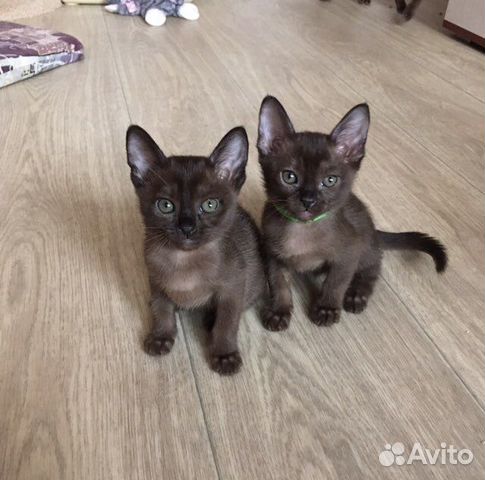 Бурманские котятки