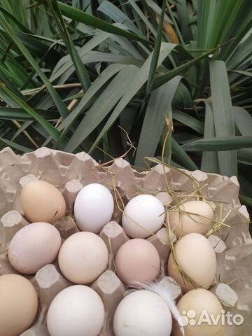 Инкубационное яйцо