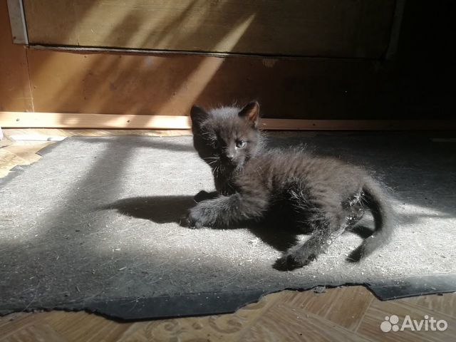 Чёрный котёнок Отдам в хорошие руки