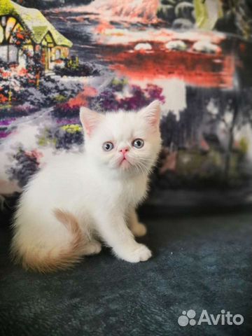 Экзотические котята