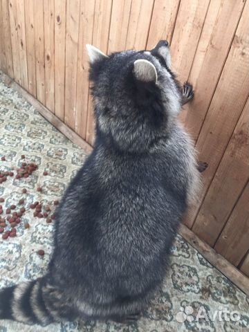 Супер ручной енот с паспортом и чипом