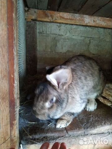 Кролик самец 10-11 месяцев