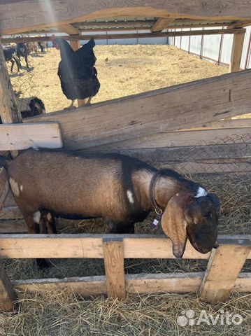 Продам англо-нубийский козел