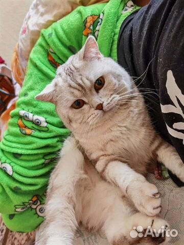 Кот на вязку
