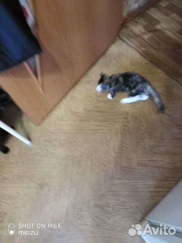 Пятеро котят ждут хозяев