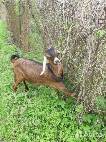 Нубийский козел 100