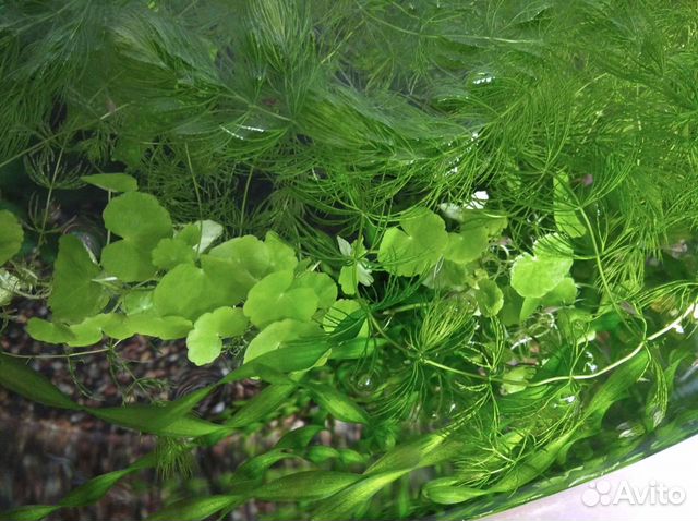 Аквариумные растения