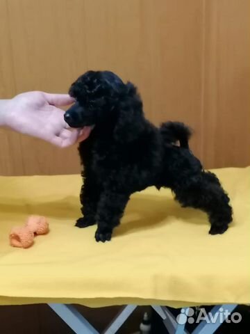 Карликовый пудель мальчик черного окраса